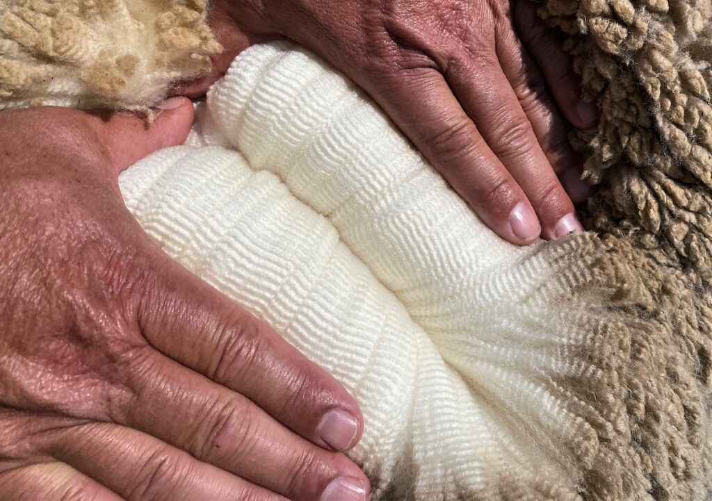 Homepage - Segard Masurel