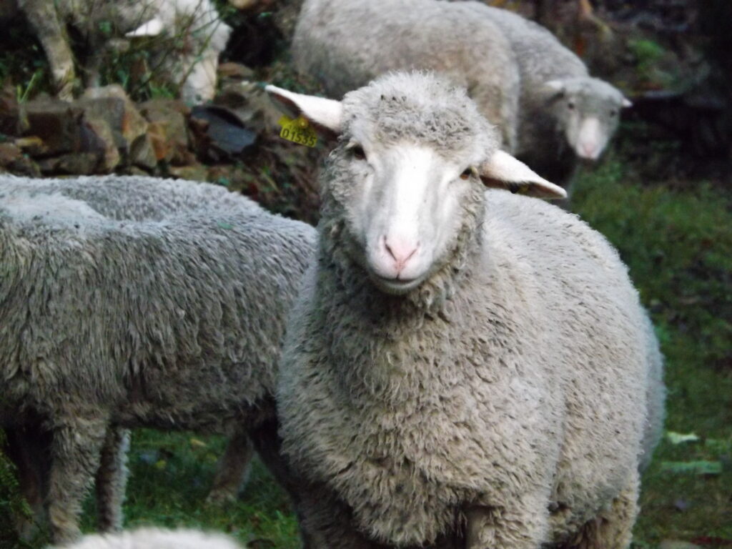 Which French sheep wool yarns for which use?
