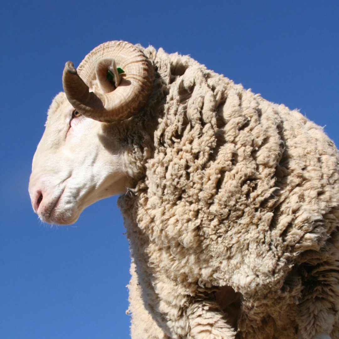 Laine de mérinos : ses caractéristiques