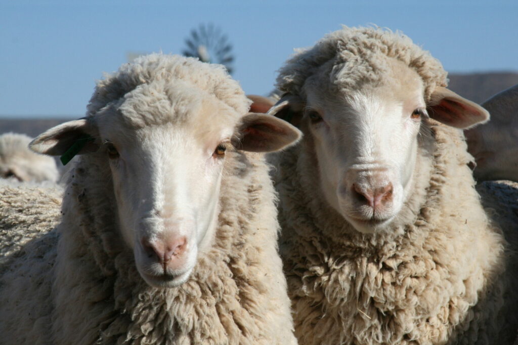 All you need to know about merino wool - Segard Masurel