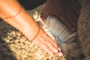 Sheep wool, the oldest industrial textile fibre - Segard Masurel