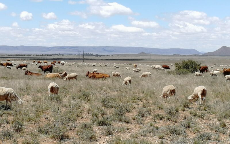 The uses of sheep's wool - Segard Masurel